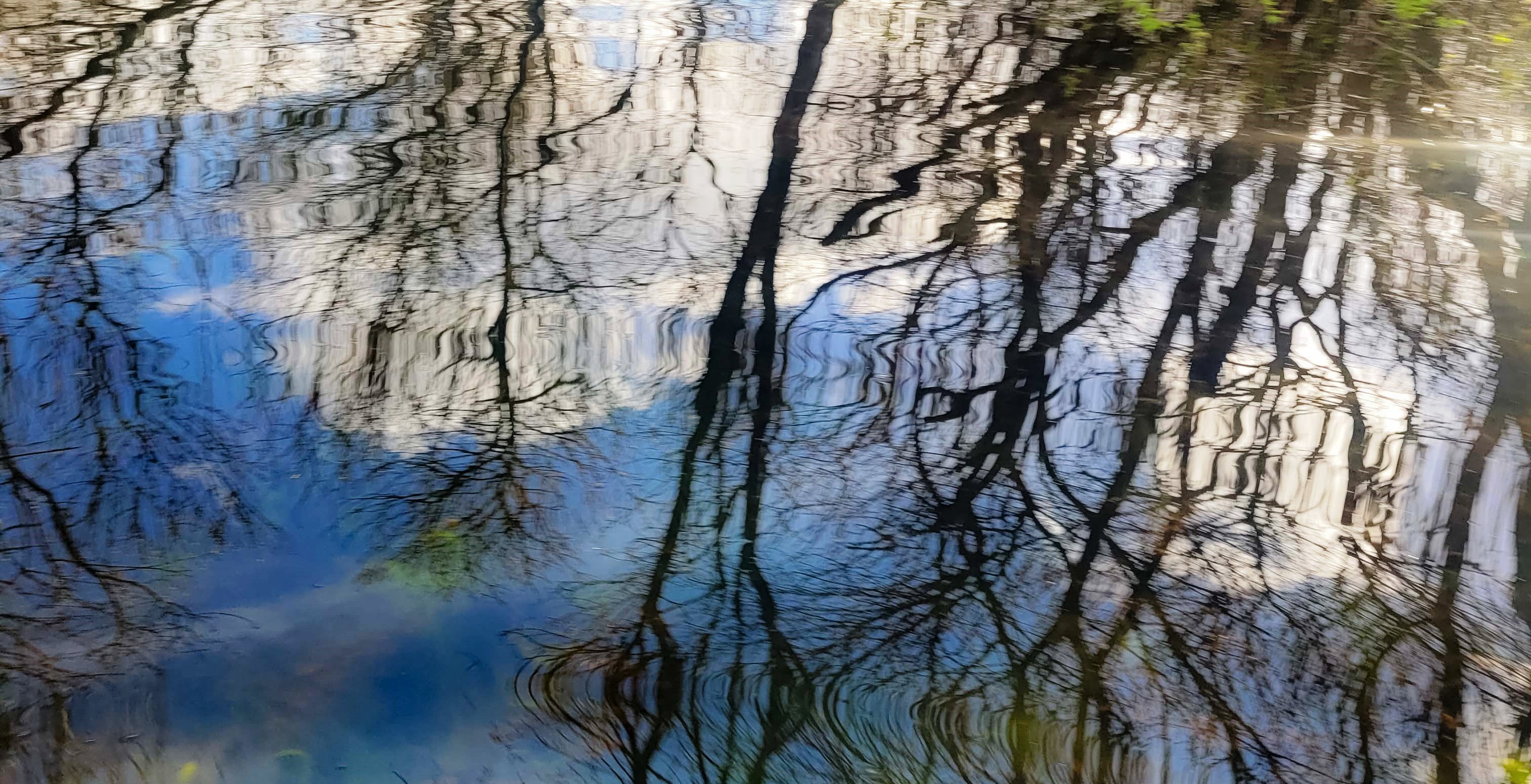 Bosbaden en Forest bathing Academy - Bosbaden en academy