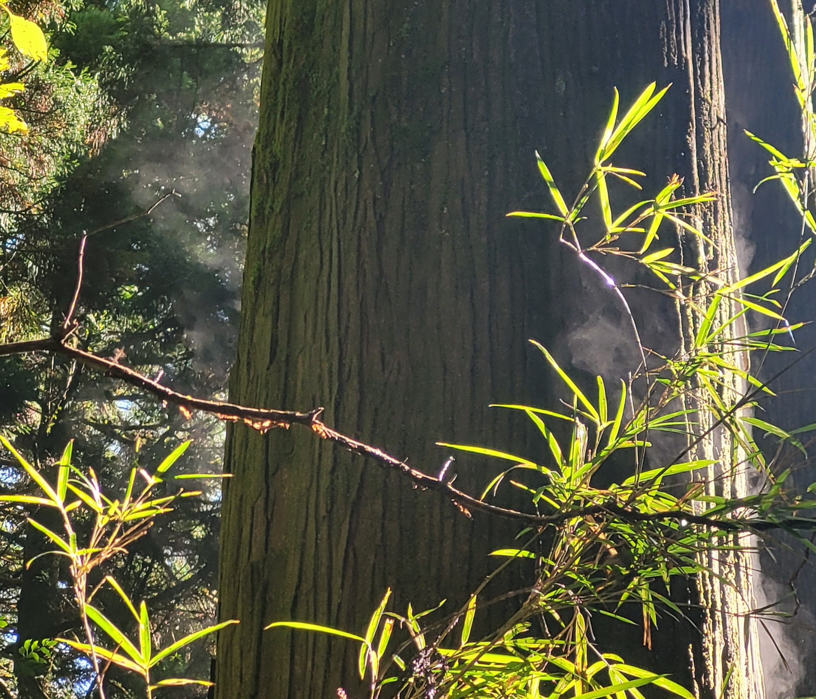 Bosbaden – Wat, Hoe, Waar? - Forest bathing Academy en Bosbadderen