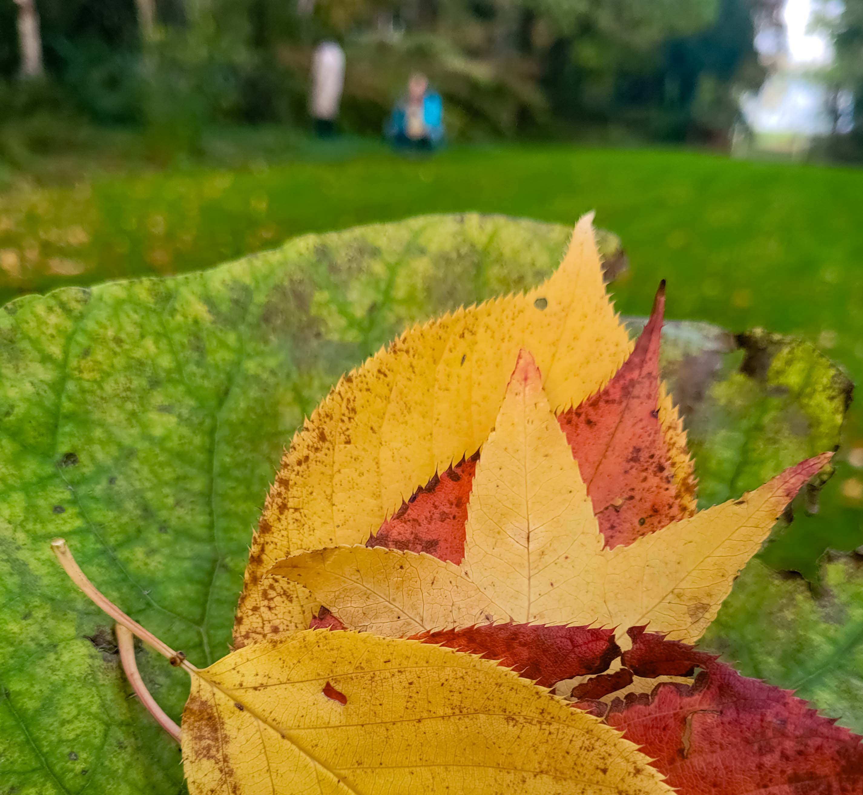 Natuurtherapieën en Bosbaden: ontdek welke opleiding bij jou past ...