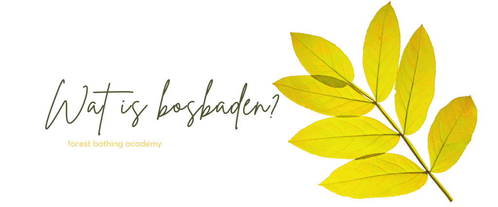 Wat is Bosbaden? - Forest bathing Academy en Bosbadderen